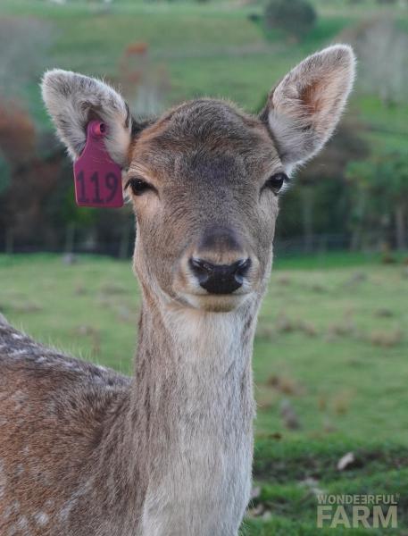 Are Deer Omnivores, Carnivores or Herbivores?