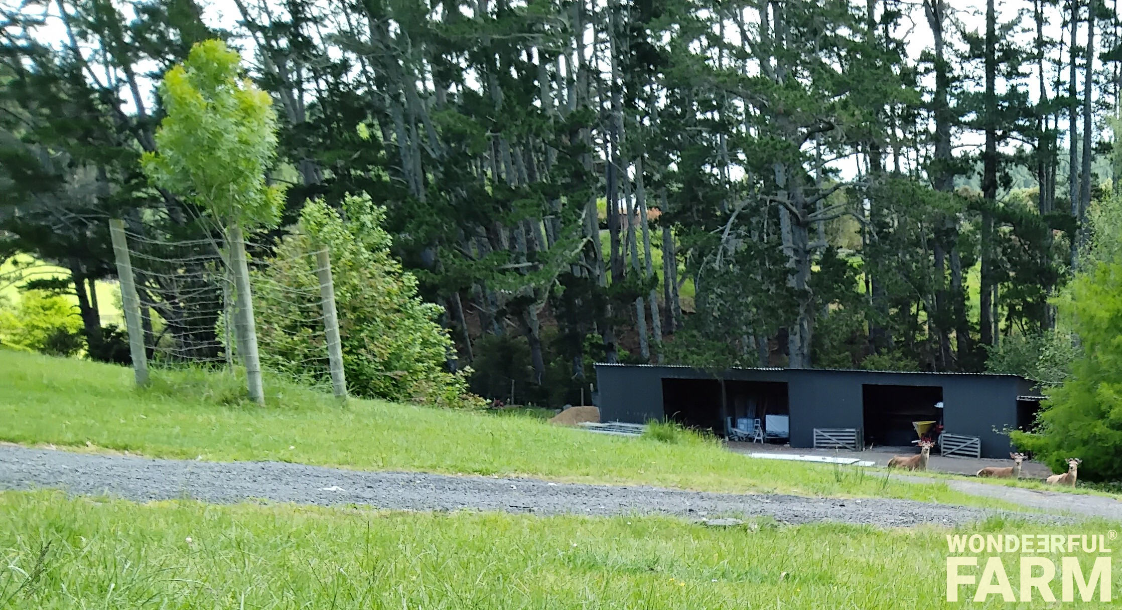 How deer damage trees and how to protect them