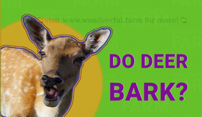 Deer Stories from Wondeerful Farm